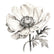 Black and Grey Anemone Tattoo Design – Tattoos Wizard Designs