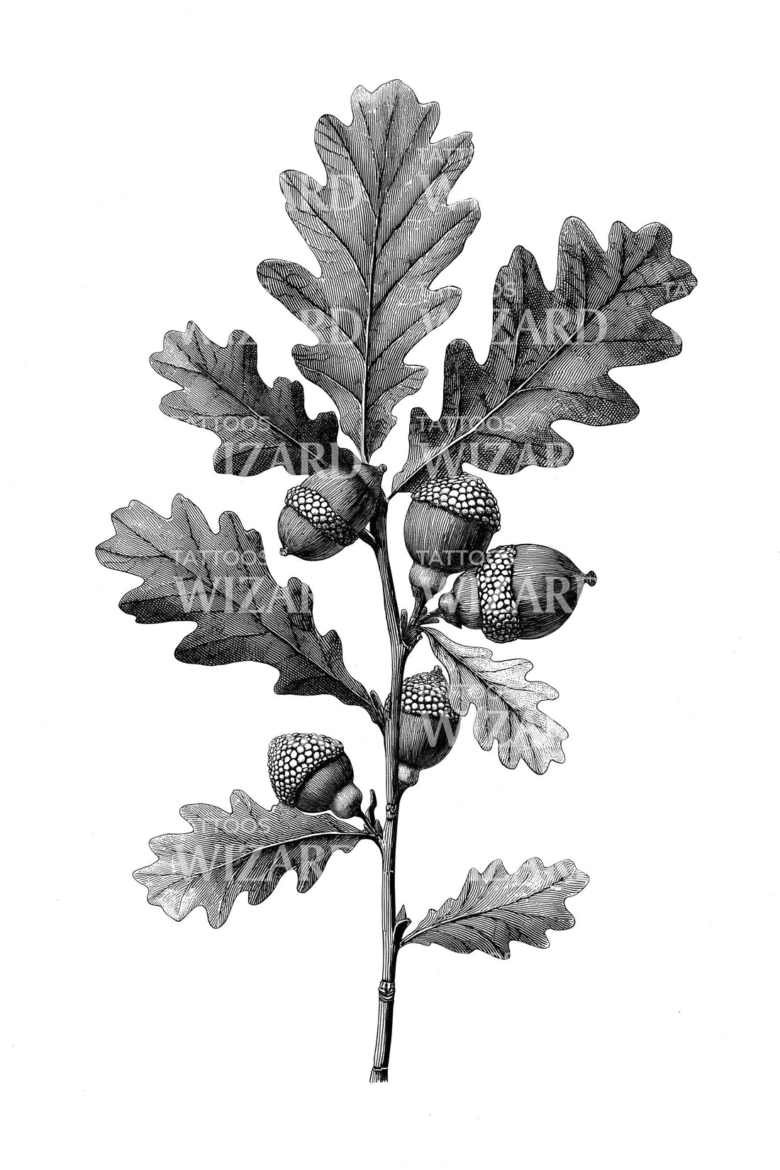 Oak Branch Acorns Tattoo Design – Tattoos Wizard Designs